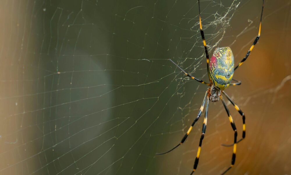 Unveiling the Truth About Joro Spiders - Daily News