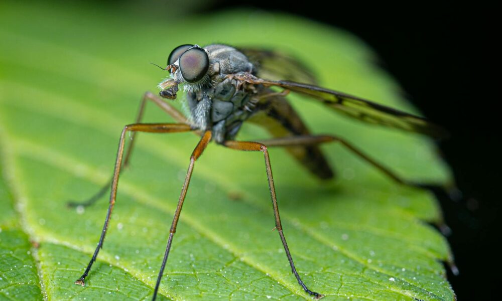 OFF!® Brand and The Weather Channel Partner to Launch New In-App Mosquito Forecast - Daily News