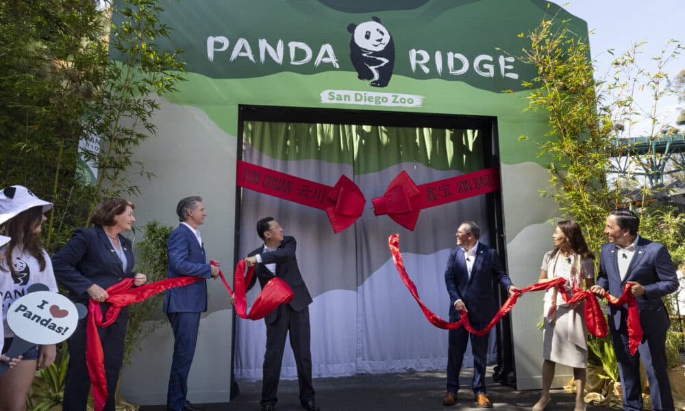 Giant Pandas Make a Historic Debut at San Diego Zoo’s New Panda Ridge ...