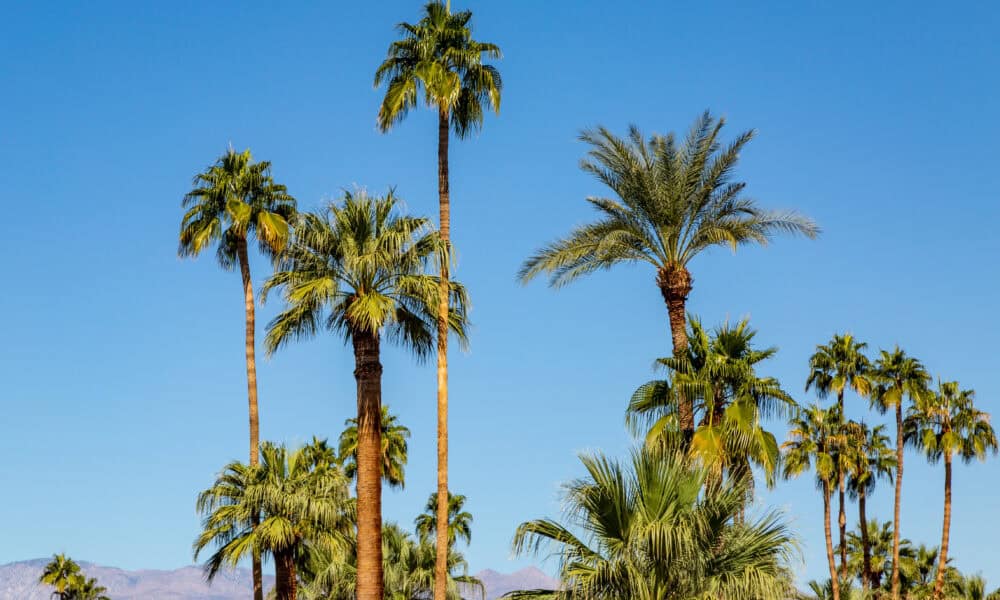 Are Palm Trees Native to Arizona? A Closer Look - Daily News