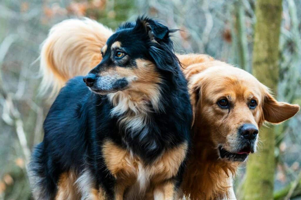 Wet Noses Brings 5lb Organic Grain-Free Peanut Butter Banana Crunchy ...